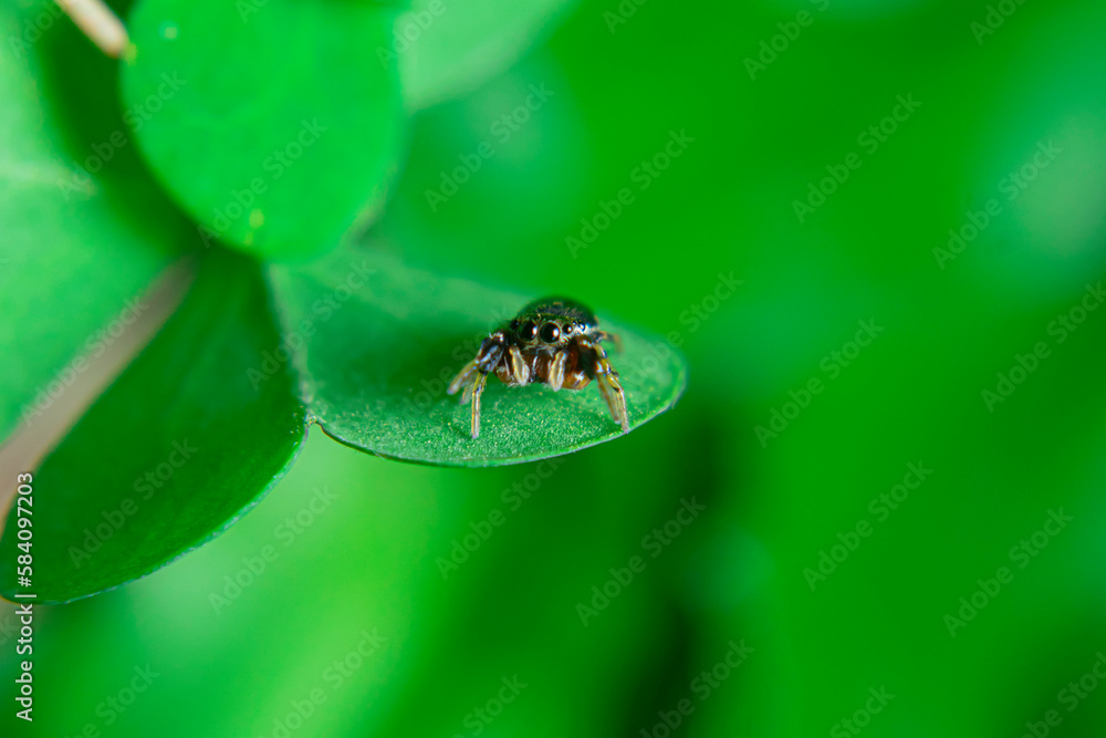 Jumping spiders are a group of spiders that are known for their ability ...