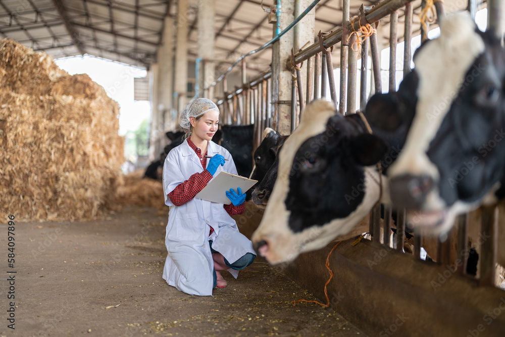 Female veterinarian in a white medical gown stands in a cowshed and ...
