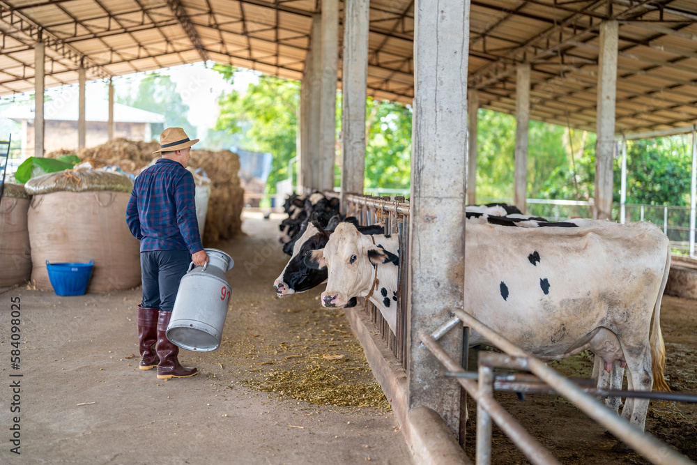 The farmer is working on an organic farm with a dairy cow and holding a ...
