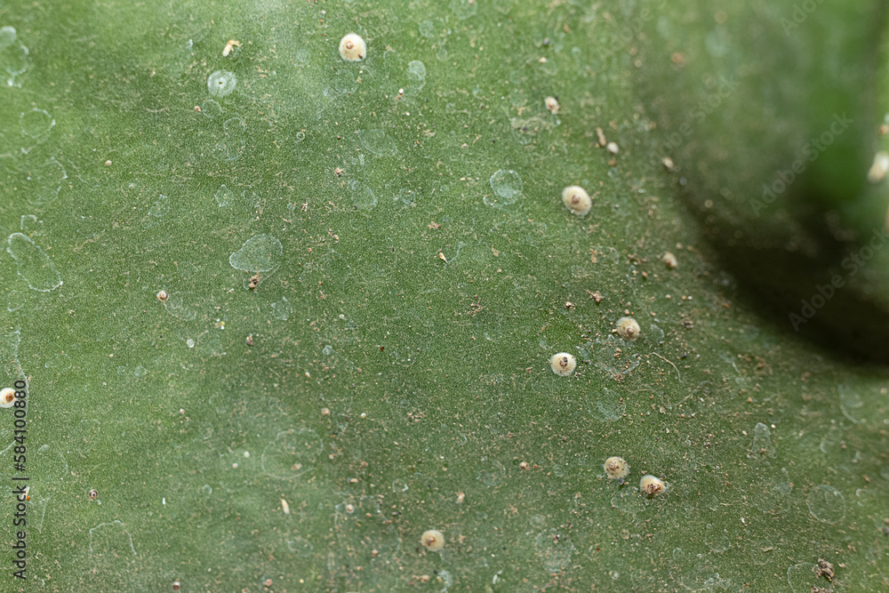 Closeup Scale insects (Hemiptera) on night blooming cereus (Epiphyllum ...