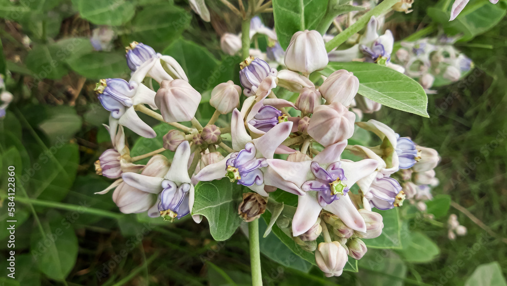 Calotrropis gigantea Flower or Akondo Flower. Giant calotrope Plant or ...