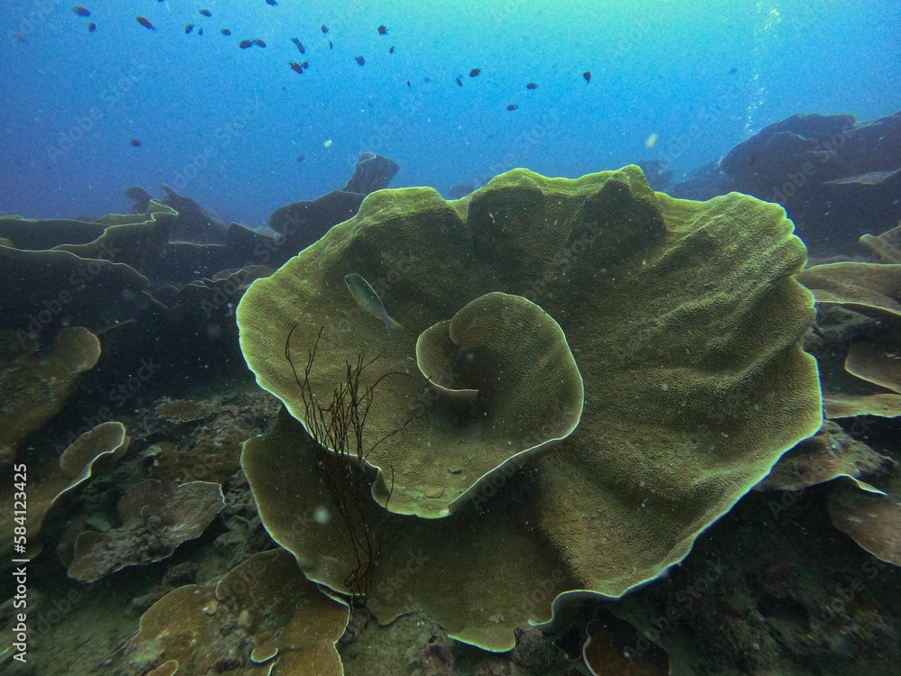 A cabbage coral in Coron, Palawan in the Philippines surrounded by a ...
