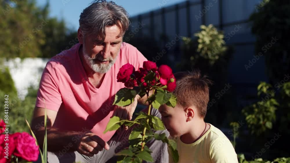 Father and son in garden looking at roses and sniffing them, front view ...