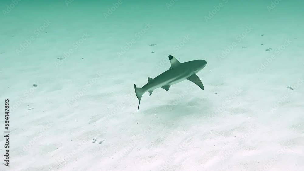 Baby blacktip reef shark swimming above sandy ocean bottom in Thailand ...