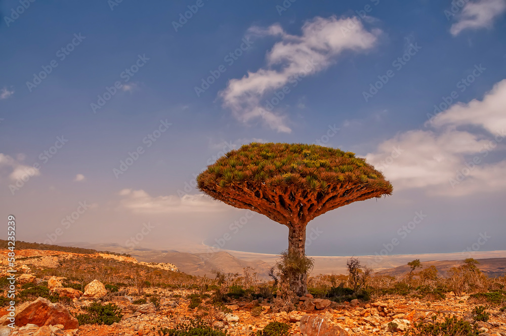 Fantasy landscape with a dragon tree. Symbol of the island of Socotra ...