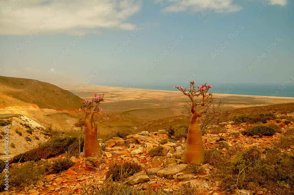Dendrosicyos socotranus. Fantasy landscape with bottle blossom trees in ...