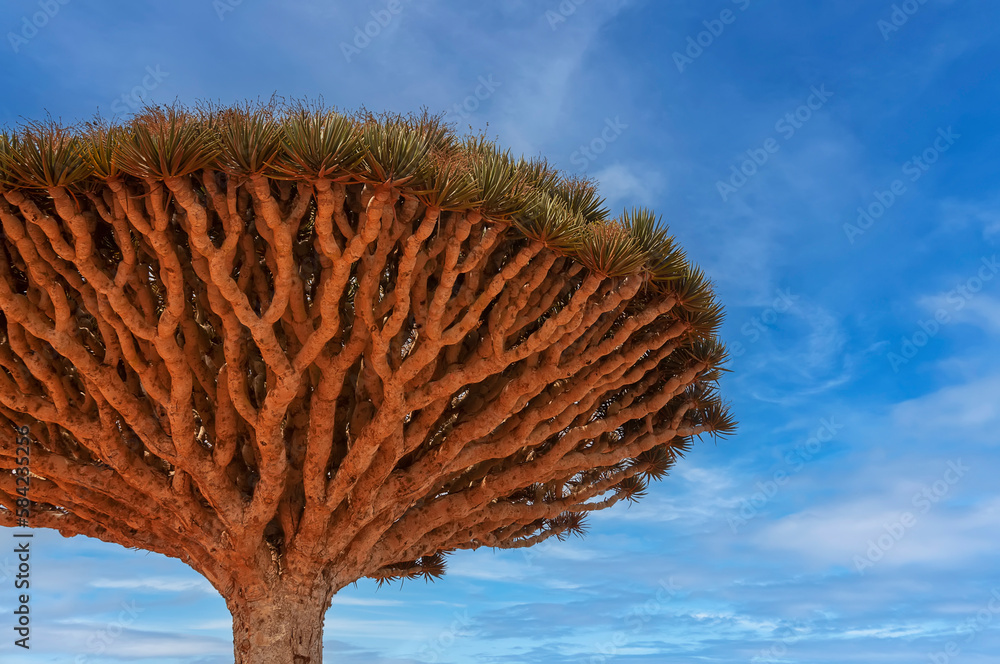 Branches of a dragon tree against the background of the sky with clouds ...