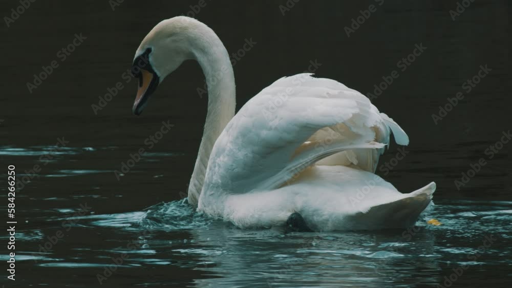 A stationary footage of a swan shaking off its head after pulling its ...