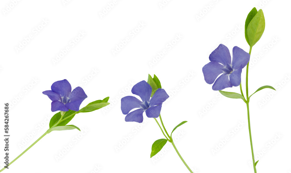 Foto de purple flowers of periwinkle (Vinca minor, common names: lesser ...