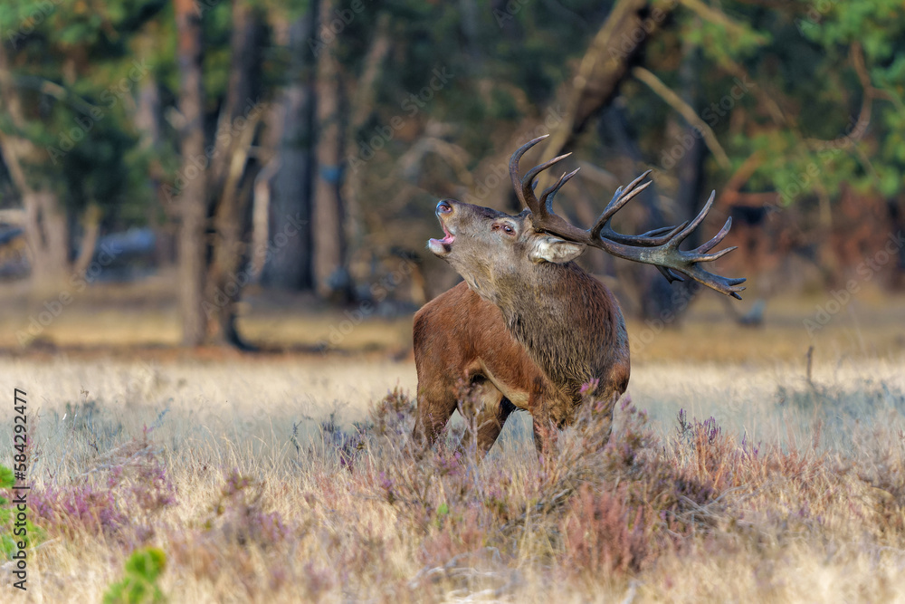 Red Deer stag showing dominant behaviour in the rutting season in ...