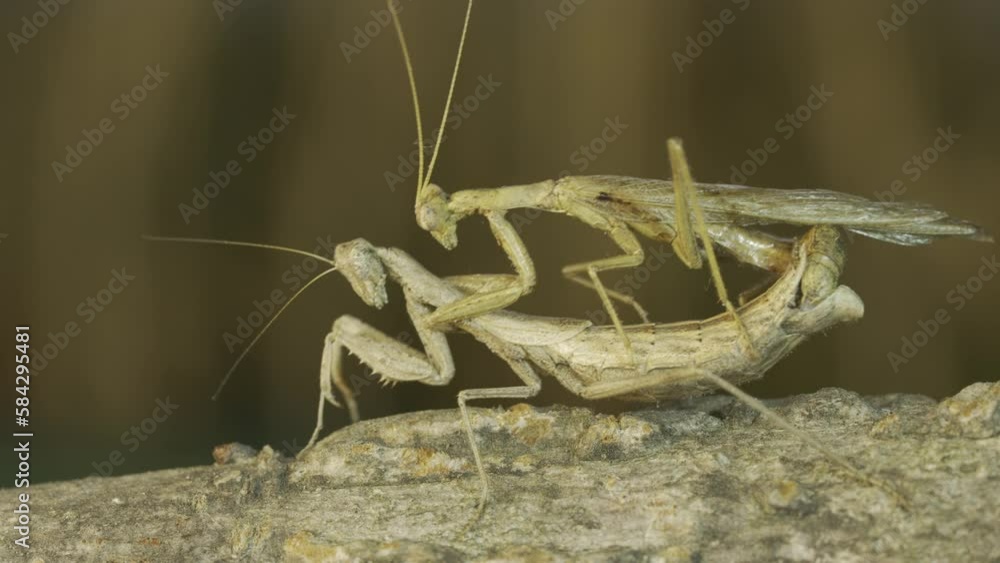 The mating process of praying mantises. Couple of praying mantis mating ...