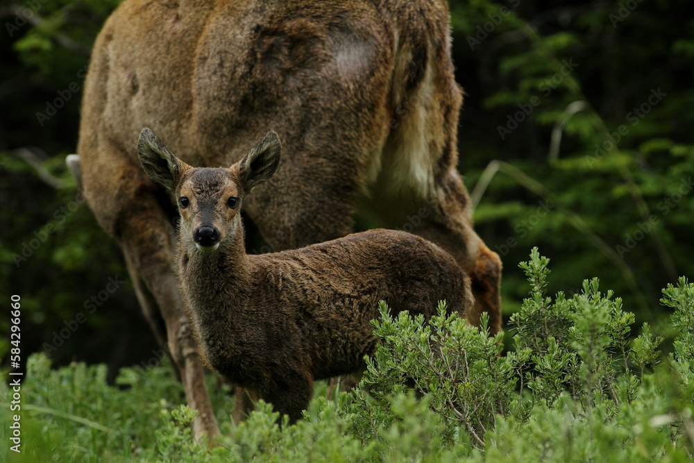 Foto de Jeune faon de huemul (cerf de Patagonie en voie de disparition ...
