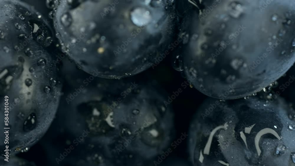 Extreme close-up of dark grapes with drops of water. Camera moves ...