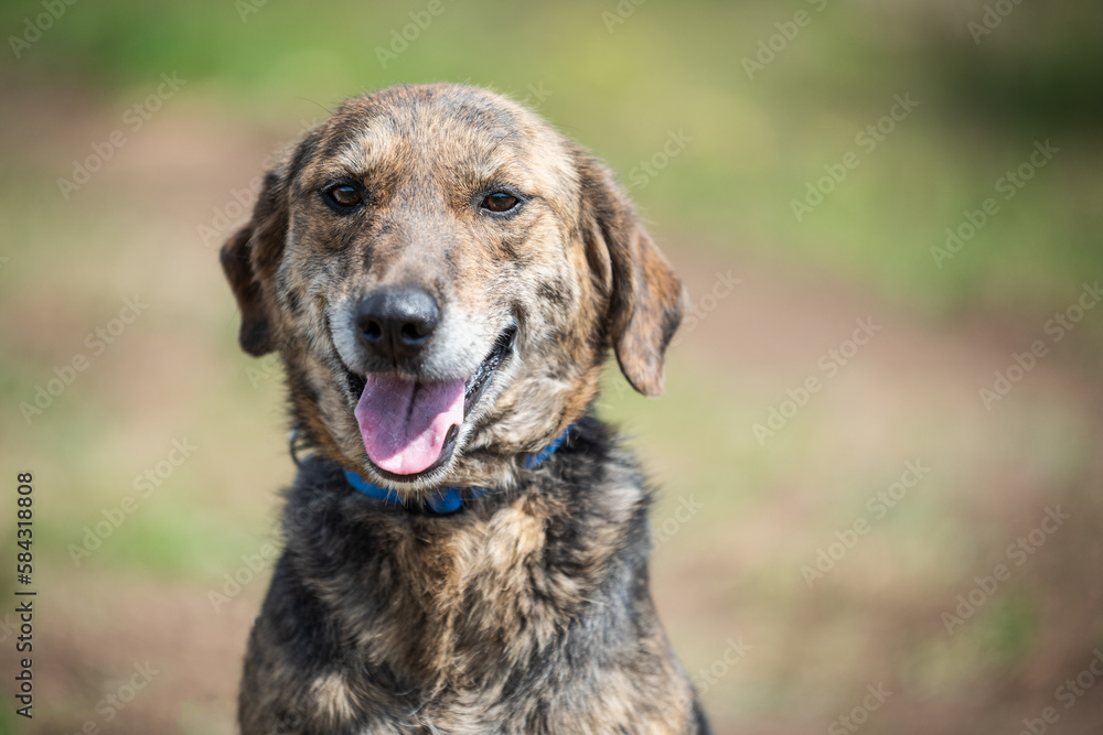 Homeless dog photography. This dog lives in the city park or on the ...