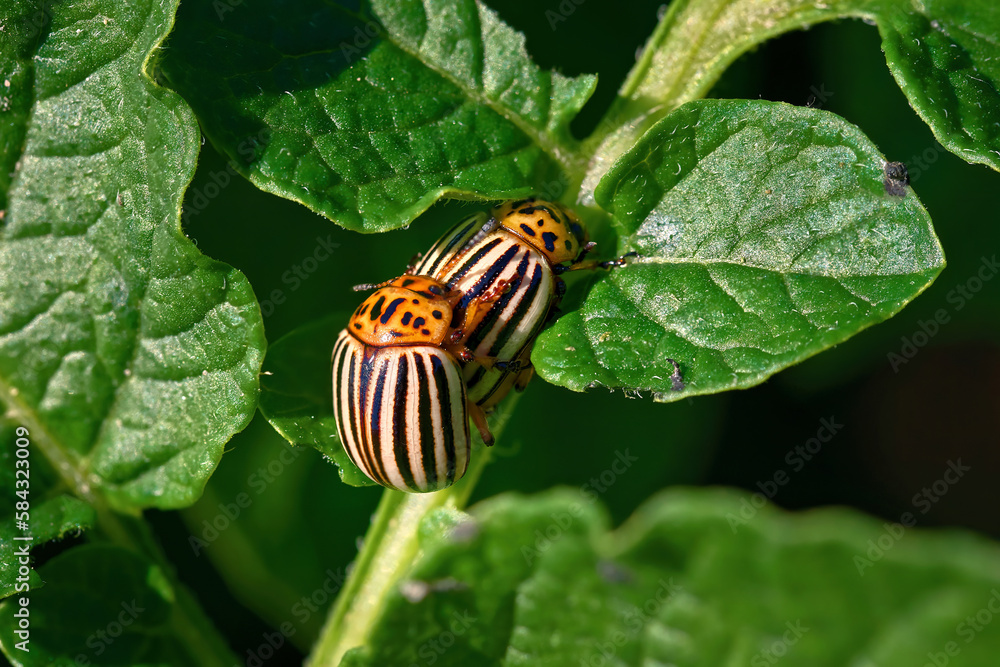 Potato Bug Parasite at Henry Christie blog