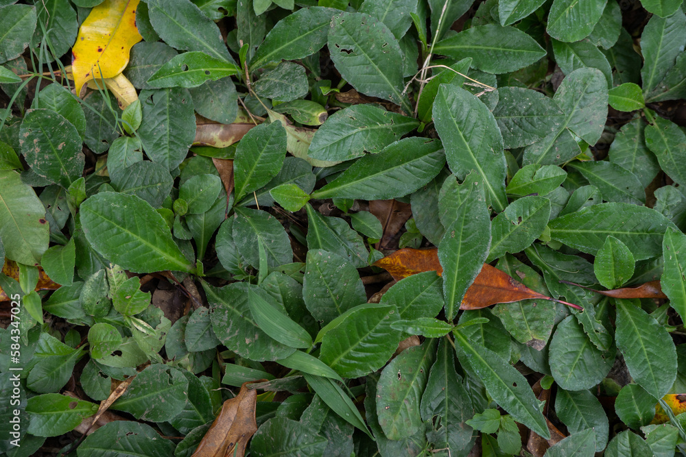 Texture and surface of green leaf wild plant on the tropical forest ...