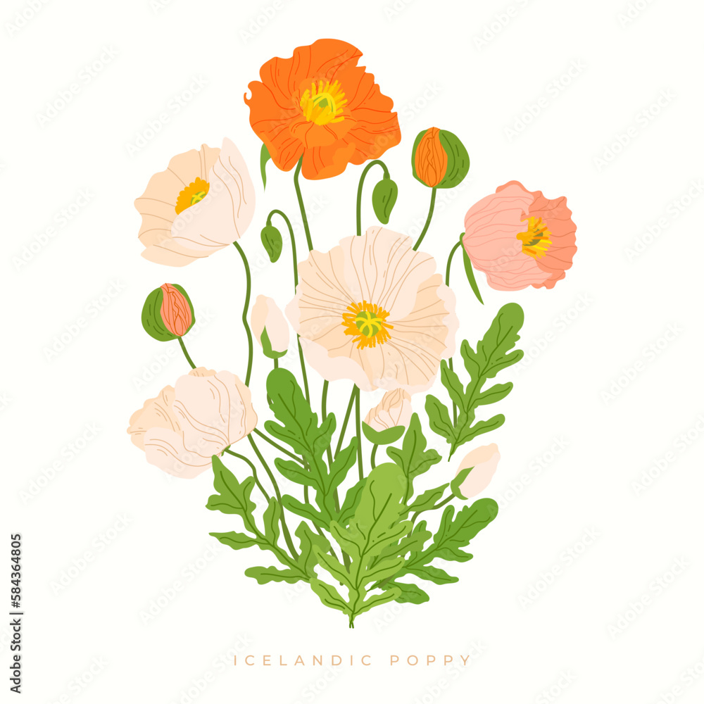 Iceland poppy common papaver isolated on white background. Botany ...