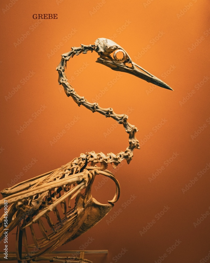 Skeleton of a red-throated diver in the Smithsonian National Museum of ...