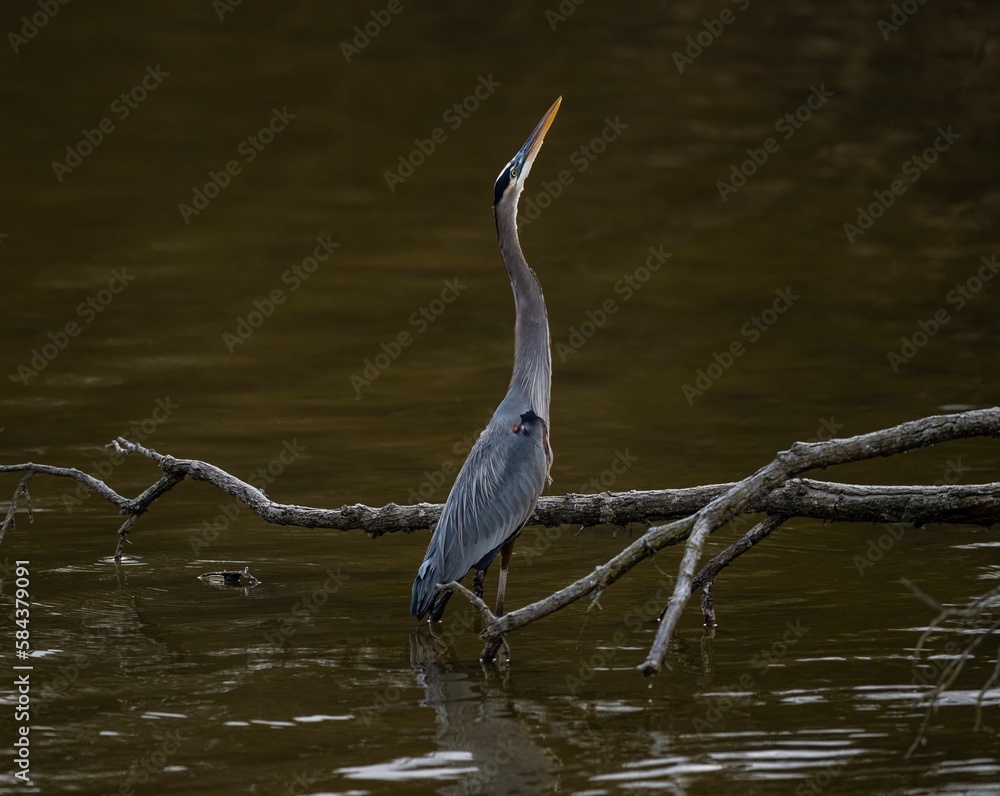 Great blue heron with specialized feathers on its chest, looking up in ...