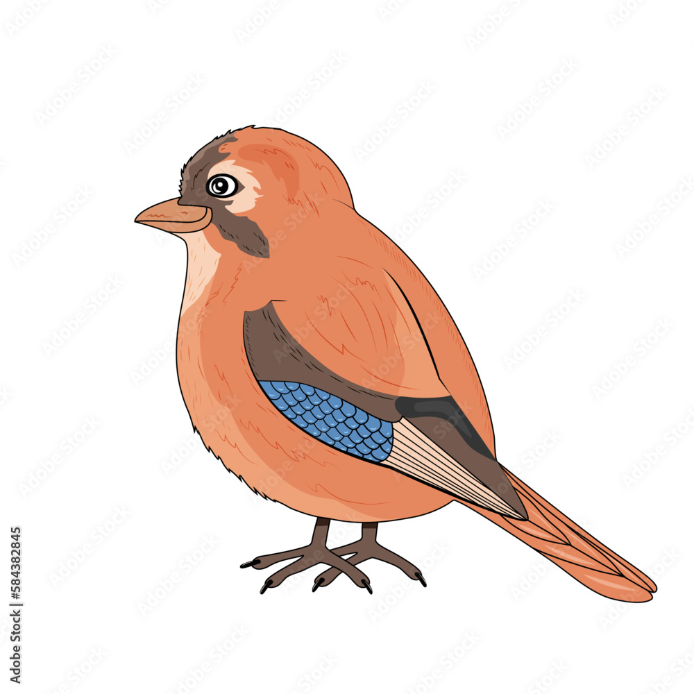 Orange jay bird with blue wing in cartoon style. Vector stock illustration. isolated. White ...