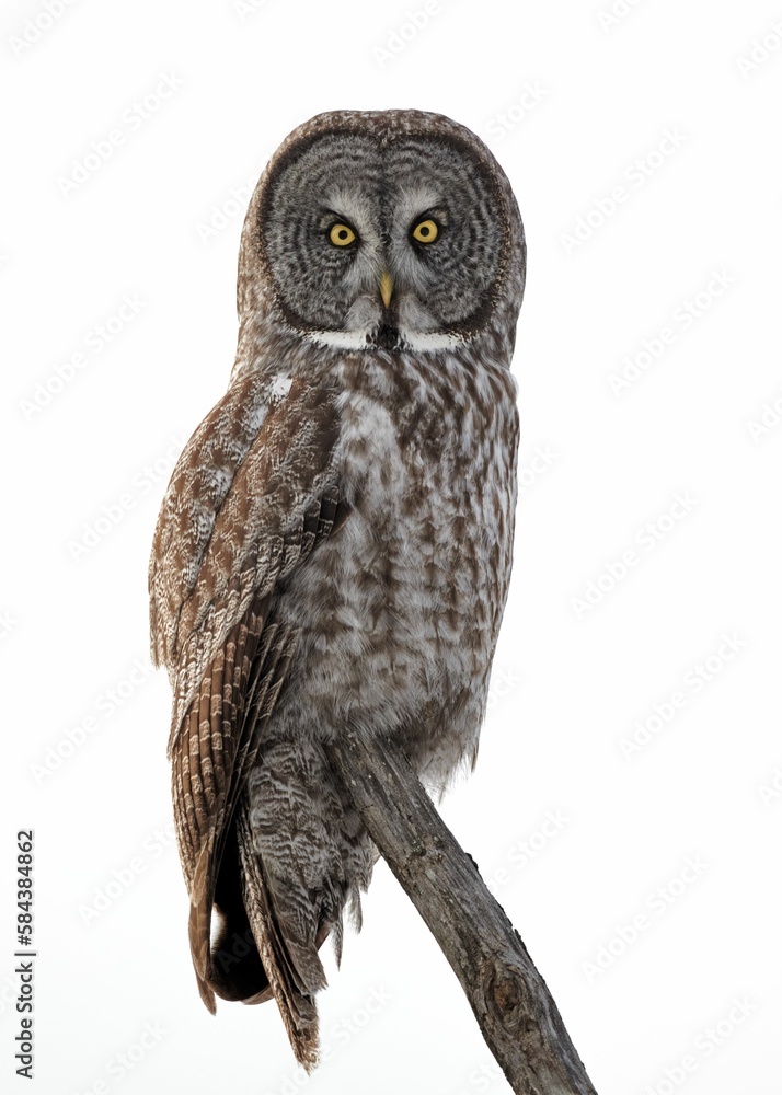 Vertical of a Great Gray Owl (Strix nebulosa) on tree branch isolated ...