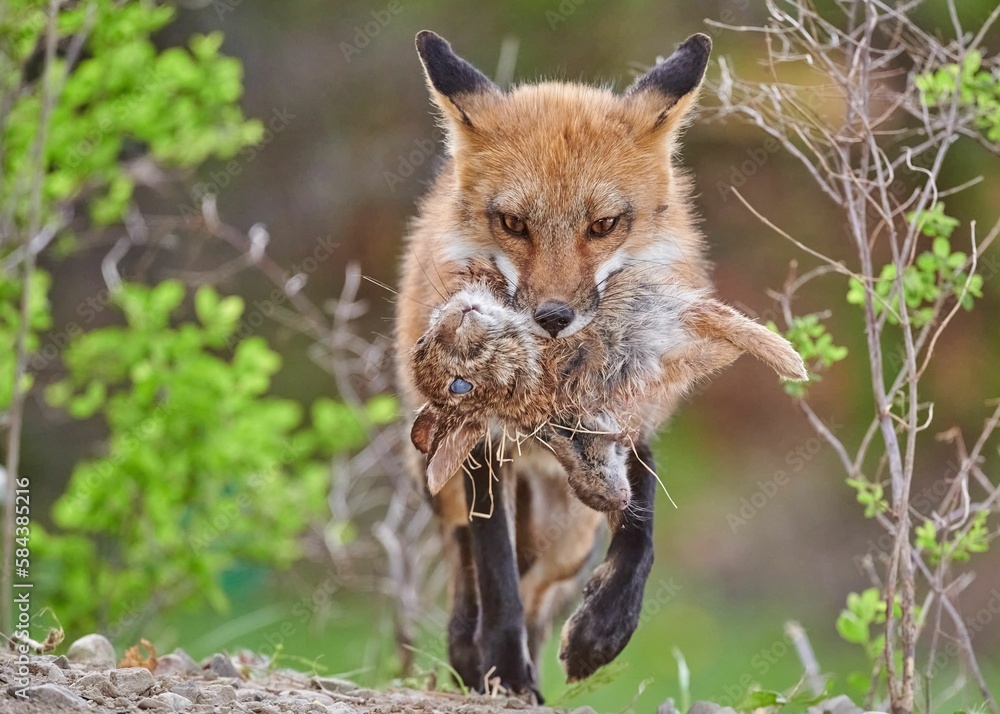 Red fox walking in the woods carrying a rabbit prey in its mouth with ...