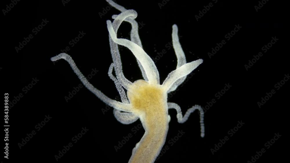 Freshwater Hydra, Hydrozoa and Infusoria Kerona polyporum, family Oxytrichidae, Trichodina under ...