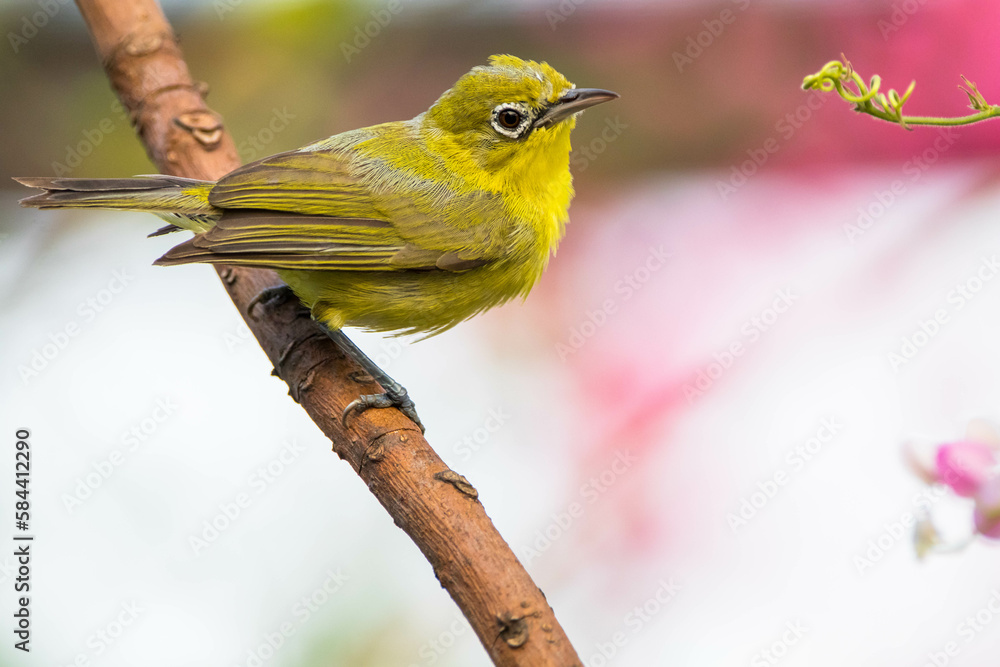 Foto de The Javan white-eye (Zosterops flavus) is a bird species in the ...