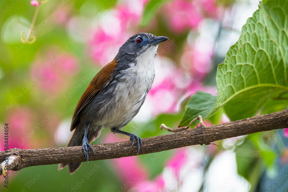 The white-breasted babbler (Stachyris grammiceps) is a species of bird ...