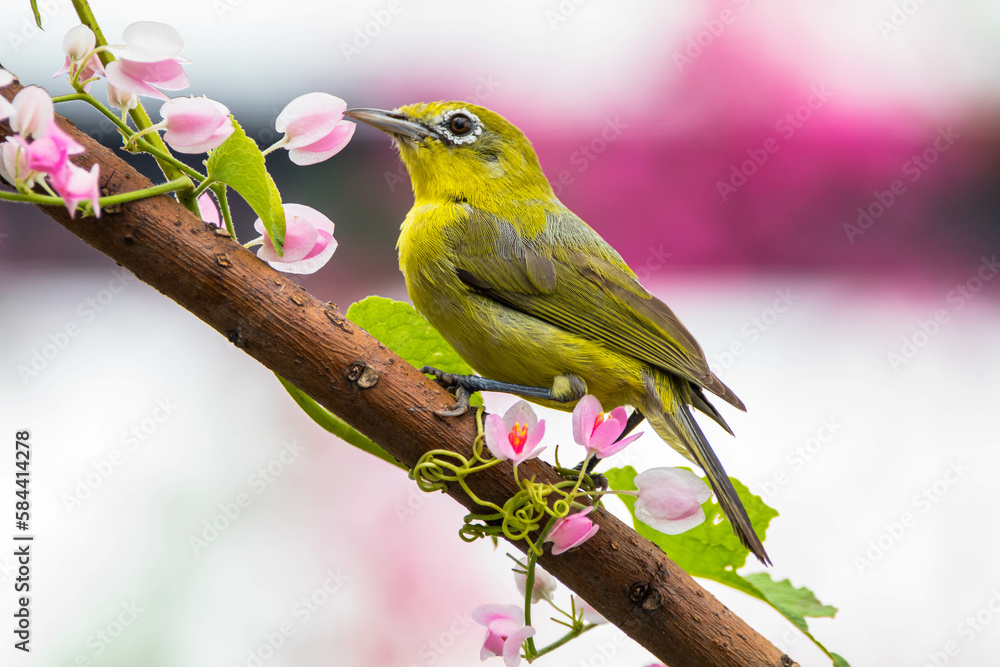 Fotka „The Javan white-eye (Zosterops flavus) is a bird species in the ...