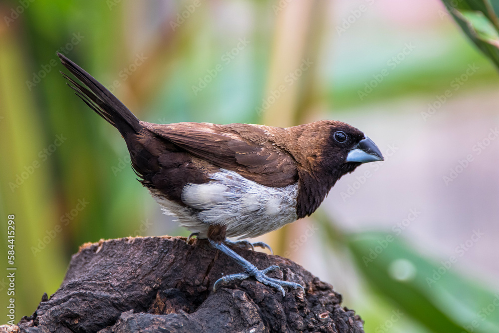 The Javan munia (Lonchura leucogastroides) is a species of estrildid ...
