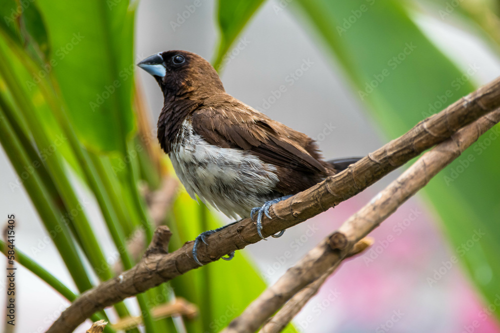 The Javan munia (Lonchura leucogastroides) is a species of estrildid ...