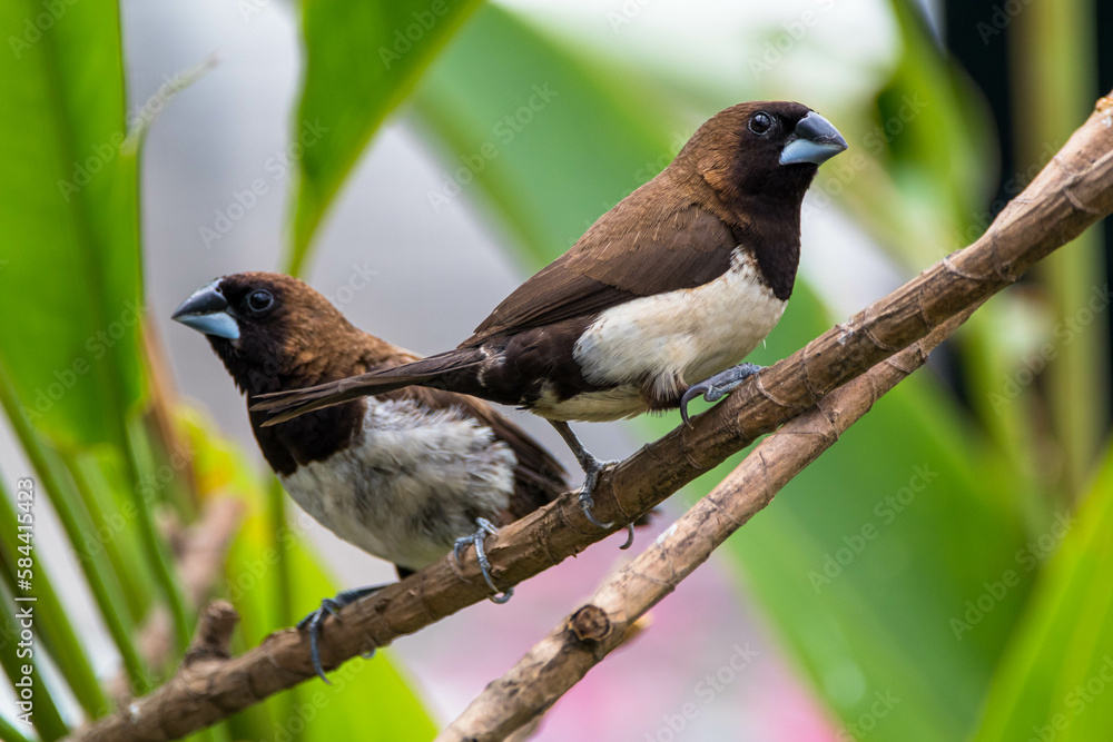 The Javan munia (Lonchura leucogastroides) is a species of estrildid ...