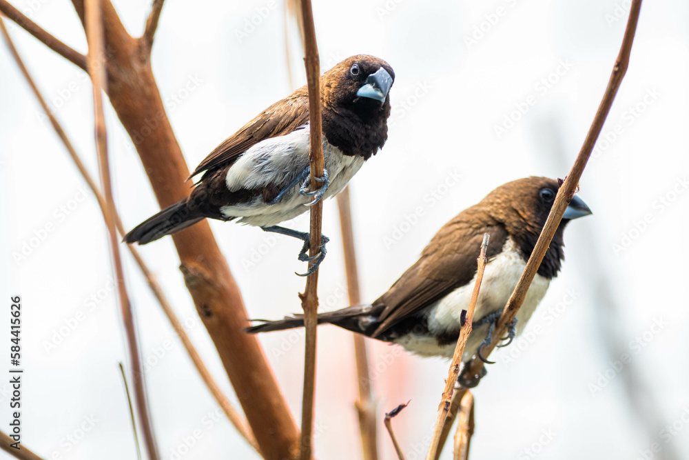 The Javan munia (Lonchura leucogastroides) is a species of estrildid ...