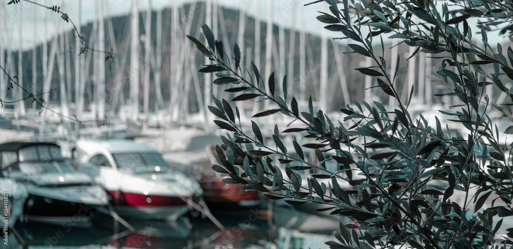 olive tree with marina view of yachts, motor boats, masts, cozy safe ...