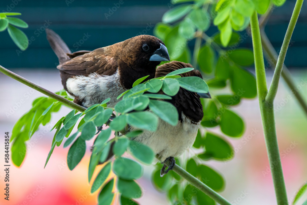 The Javan munia (Lonchura leucogastroides) is a species of estrildid ...