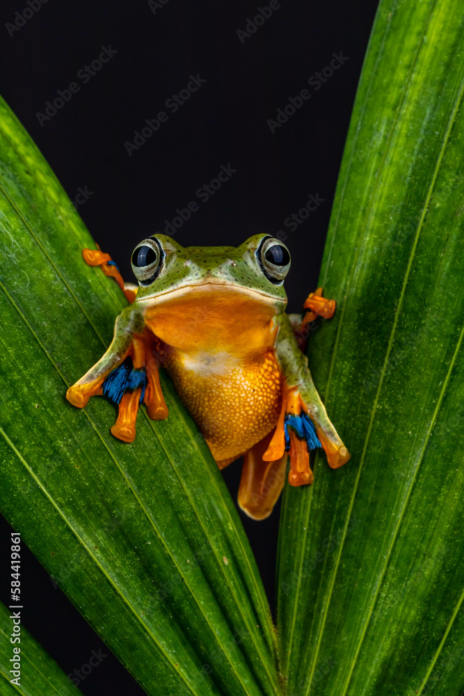 Wallace's flying frog (Rhacophorus nigropalmatus), also known as the ...