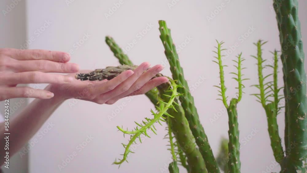 Video Stock Female hands are touching a diseased cactus home plant that ...