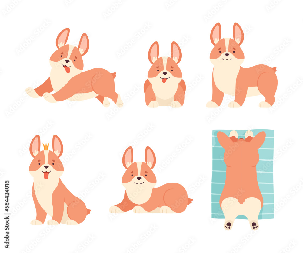 Welsh Corgi with Short Legs and Brown Coat in Different Pose Vector Set ...
