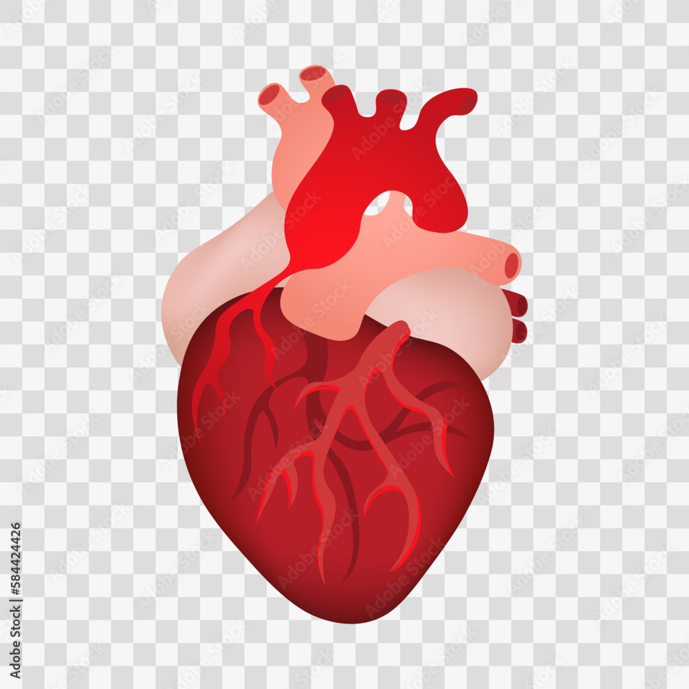 Realistic human heart shape, isolated vector illustration. Stock Vector | Adobe Stock