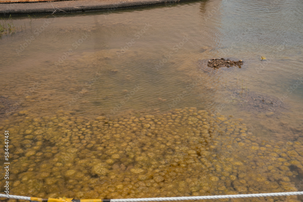 Yellow moss pond scum on waste water containment. The photo is suitable ...