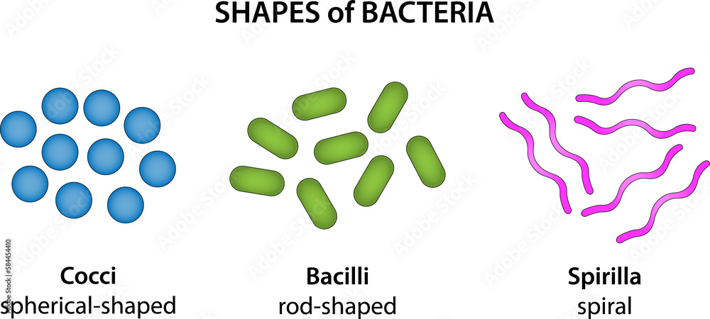 The three basic shapes of bacteria Stock Illustration | Adobe Stock