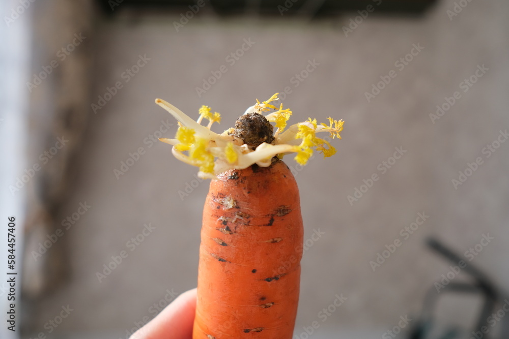 Sprouted carrot tops. The yellow color is caused by the lack of ...