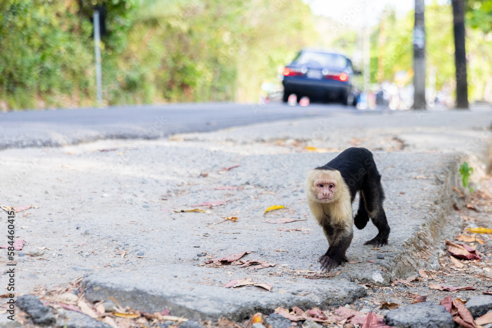Danger on the road from wildlife for humans and animals symbolized by ...