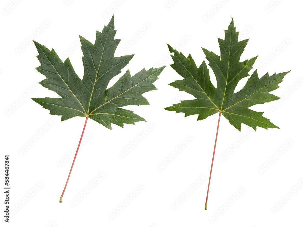 Green canadian maple leaves isolated transparent png. Canada symbol ...