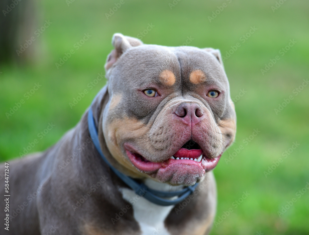 un impresionante perro de raza american bully Stock Photo | Adobe Stock