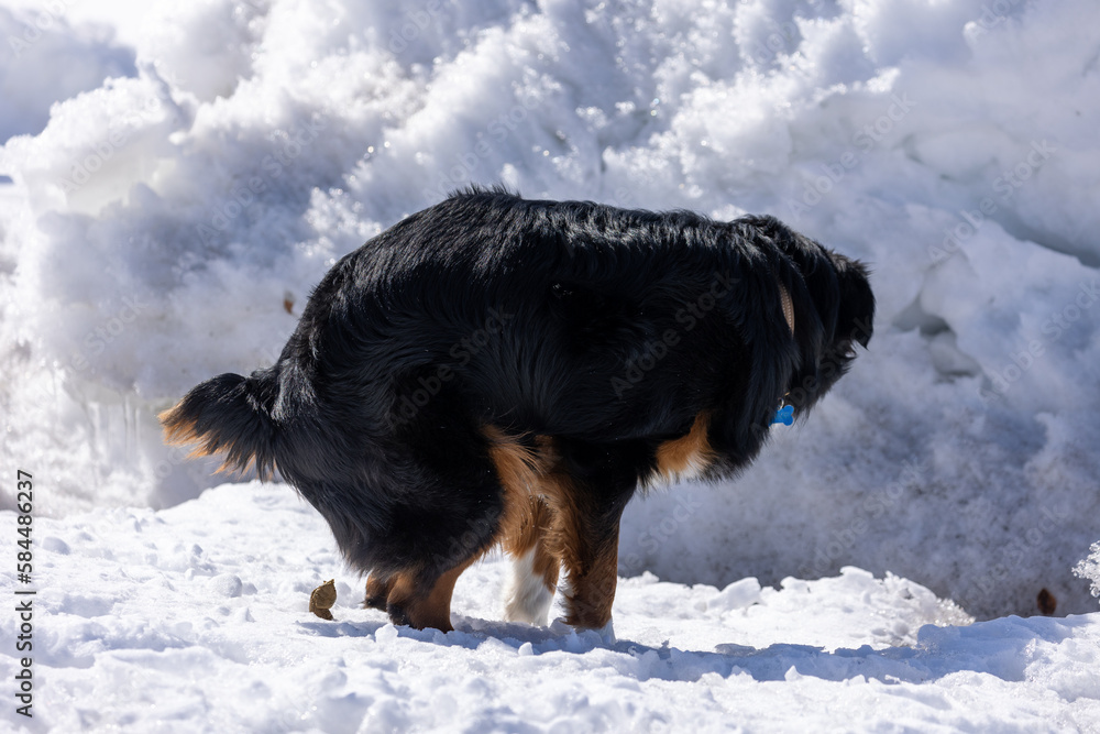 Dog Pooping in the Snow Stock Photo | Adobe Stock