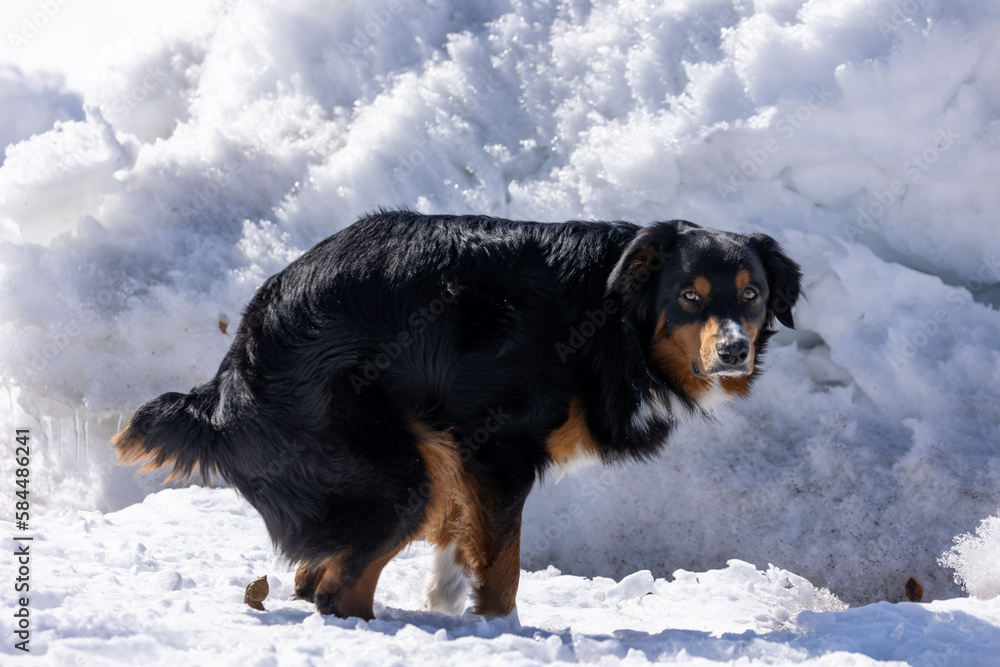 Dog Pooping, Poop in the Snow Stock Photo | Adobe Stock