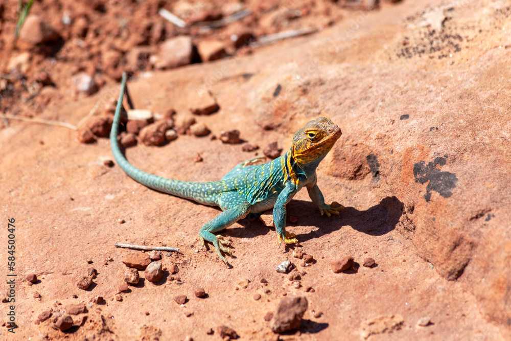 Foto de Green Phase of a Collared Lizard Enjoying war, spring sunshine ...