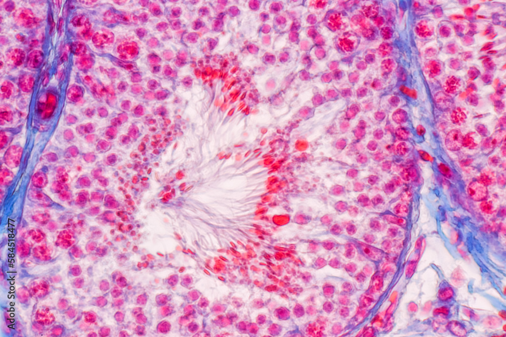 Anatomy and Histological Epididymis and Testis human cells under ...